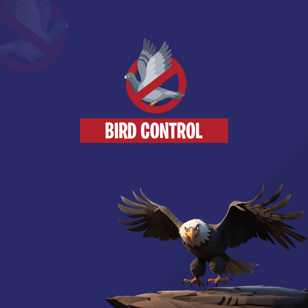 Bird Control | Bird Proofing | Copley Pest Solutions